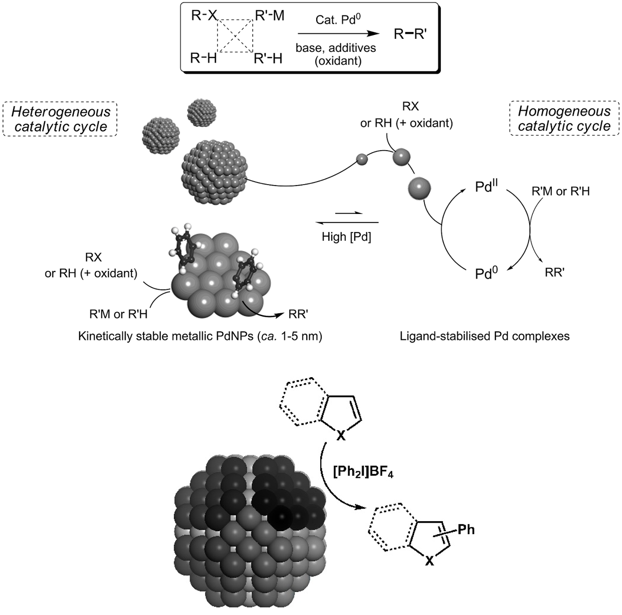 Metal Catalysis: C-X and C-H Bond Activation